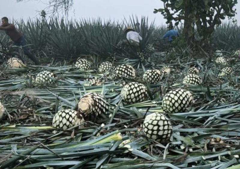 Home - Unika Tequila